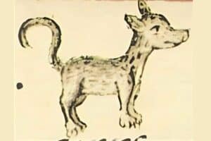 "Tlalchichi los perros de Colima" Maravíllate de su historia