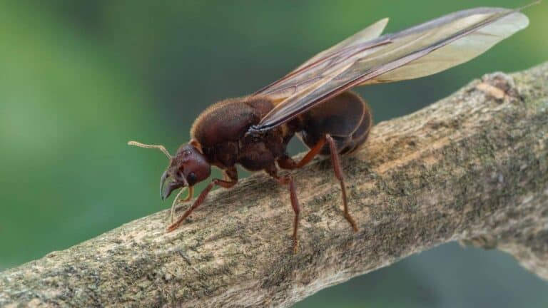 Las HORMIGAS CHICATANAS: Unos INSECTOS que conquistan PALADARES | El ...