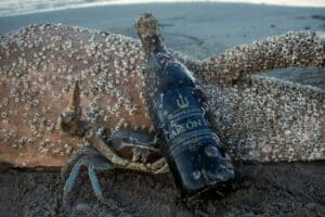 La TUBA: una BEBIDA ANCESTRAL de COLIMA | El Souvenir