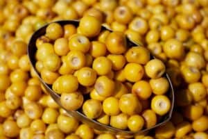 Conoce el NANCHE: el FRUTO DORADO de Nayarit | El Souvenir