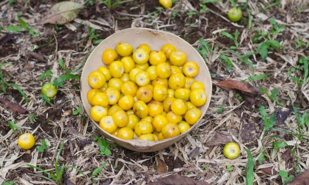 Conoce el NANCHE: el FRUTO DORADO de Nayarit | El Souvenir