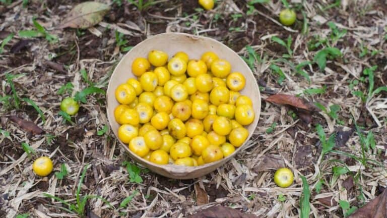 Conoce el NANCHE: el FRUTO DORADO de Nayarit | El Souvenir