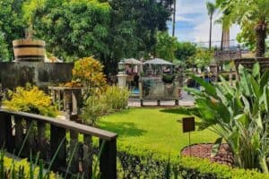 La TUBA: una BEBIDA ANCESTRAL de COLIMA | El Souvenir