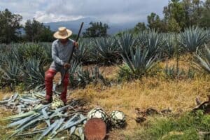 La TUBA: una BEBIDA ANCESTRAL de COLIMA | El Souvenir