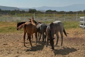 Rancho “LOS TRES POTRILLOS”: El hogar de VICENTE FERNÁNDEZ | El Souvenir