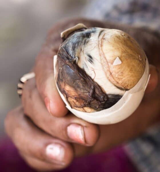 El BALUT: Conociendo el POLÉMICO MANJAR callejero de Filipinas | El ...